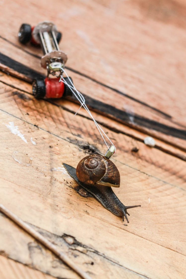 Snail racing game – The Surprise-aholic